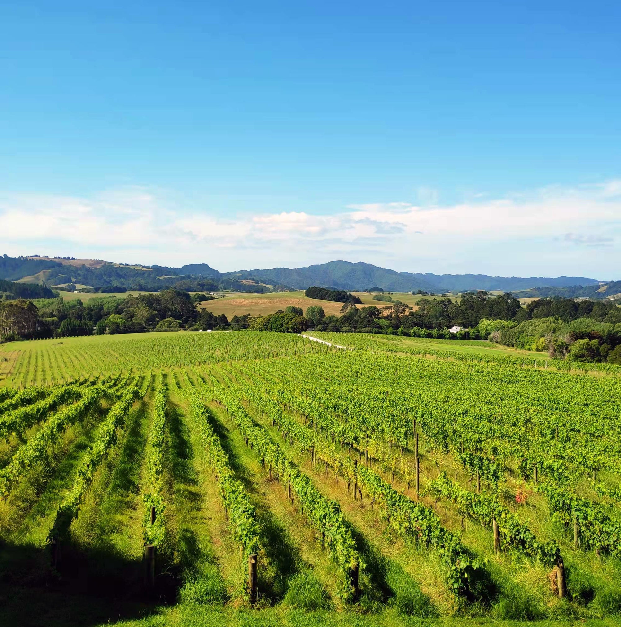 About – Matakana Estate New Zealand